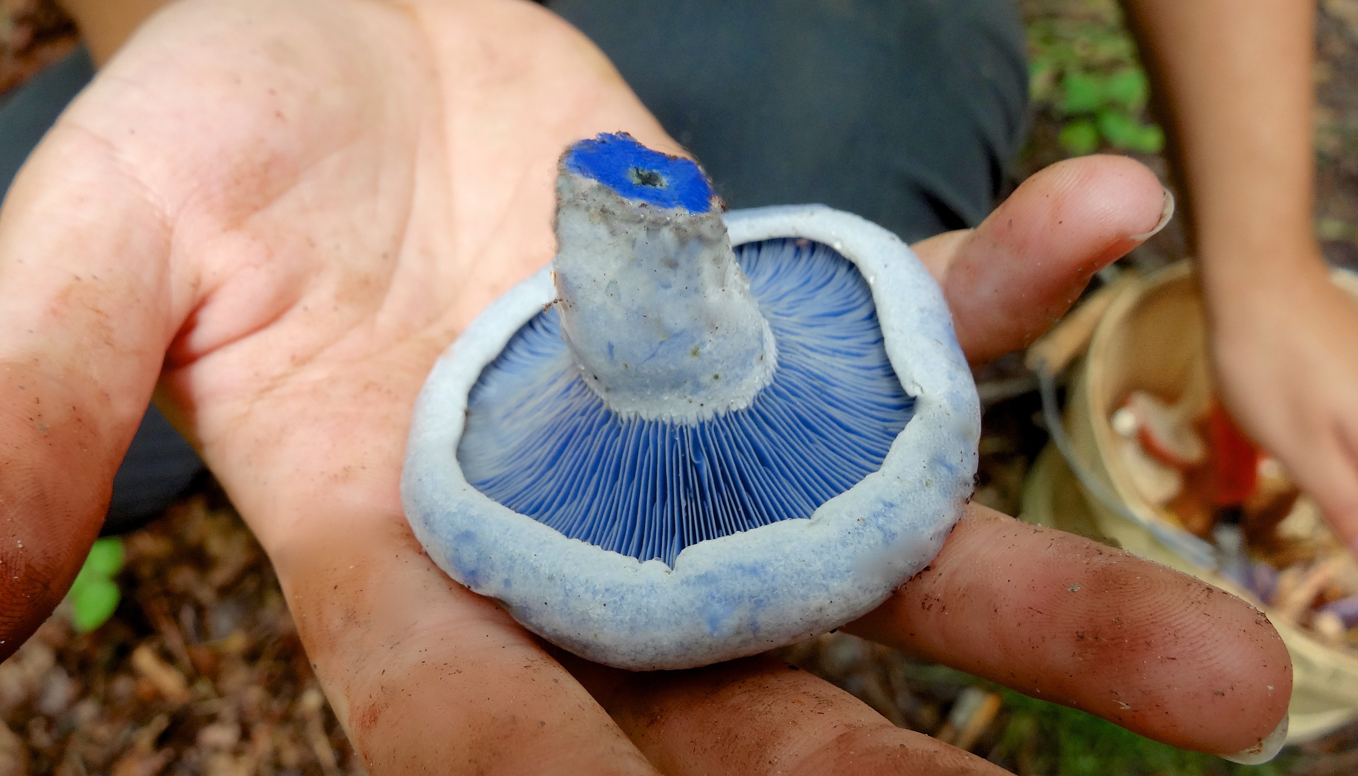 Indigo Milkcap